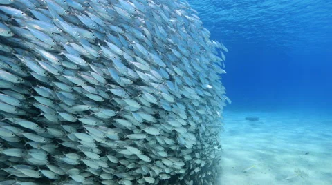 Underwater - Reef - Bait Ball - Fish Sch... | Stock Video | Pond5