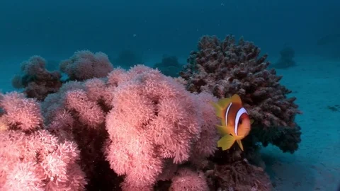 Underwater relax video about coral reef ... | Stock Video | Pond5