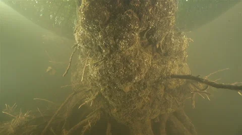 Underwater Root Stock Video Footage | Royalty Free Underwater Root ...