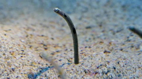 Underwater sand worm poke their heads up | Stock Video | Pond5