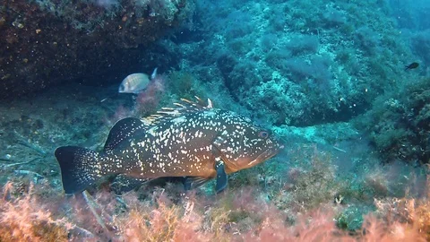 Underwater scene - Angry grouper fish cl... | Stock Video | Pond5