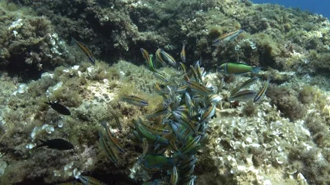 Underwater scene - Colourful reef fish s... | Stock Video | Pond5