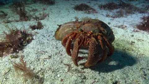 Underwater scene - Hermit crab want to s... | Stock Video | Pond5