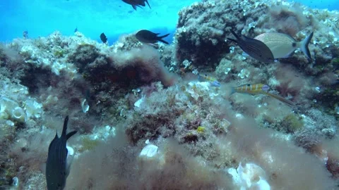 Underwater scene - Little reef fish clos... | Stock Video | Pond5