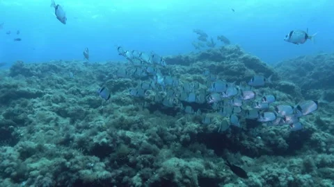 Underwater scene - A lot of different re... | Stock Video | Pond5