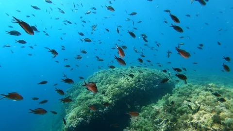 Underwater scene scuba diving in qa Majo... | Stock Video | Pond5