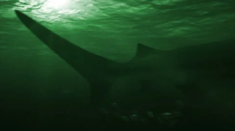 Shark Green Stock Footage ~ Royalty Free Stock Videos | Pond5