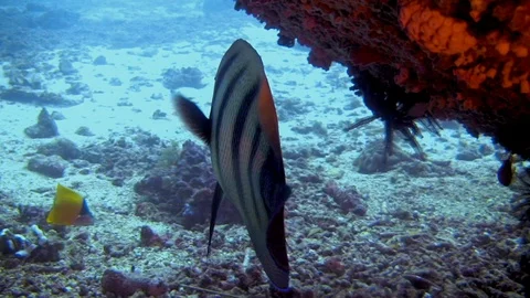 Underwater Scene, Sixbar Angelfish, Poma... | Stock Video | Pond5