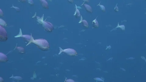 Underwater School of Fish Pink Mao New Z... | Stock Video | Pond5