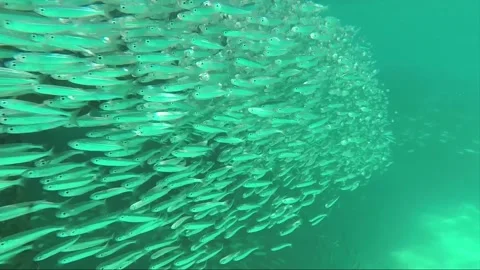 Underwater, School of small Anchoa fish ... | Stock Video | Pond5
