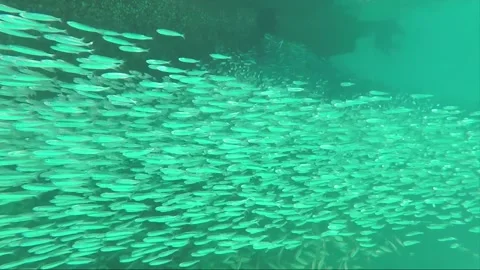 Underwater, School of small Anchoa fish ... | Stock Video | Pond5
