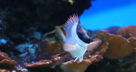 Underwater Sea Life Blue Water Fish | Stock Video | Pond5