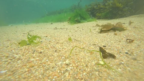 Underwater sea life at the bottom of the... | Stock Video | Pond5