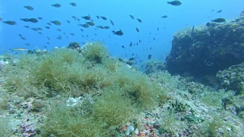 Underwater sealife at deep sea environme... | Stock Video | Pond5
