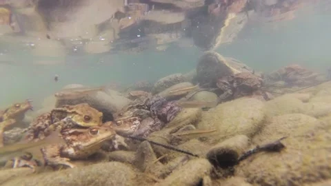 Underwater shooting of frog breeding in ... | Stock Video | Pond5