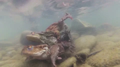 Underwater shooting of frog breeding in ... | Stock Video | Pond5
