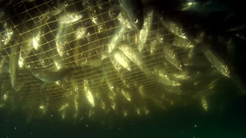Underwater shooting of live fish omul in... | Stock Video | Pond5