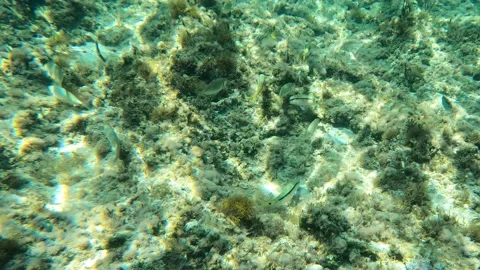 Underwater shooting of a school of fish ... | Stock Video | Pond5