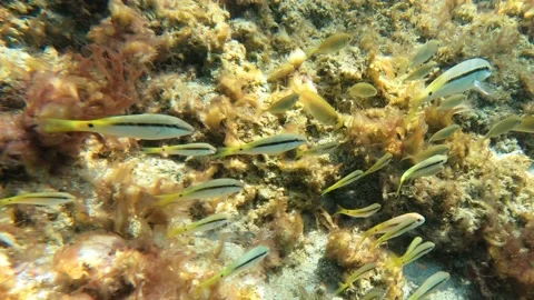 Underwater shooting of a school of fish ... | Stock Video | Pond5