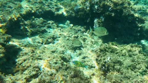 Underwater shooting of a school of fish ... | Stock Video | Pond5