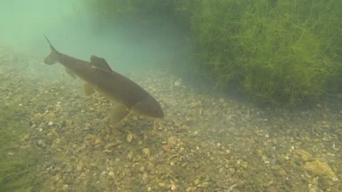 Sucking Fish Stock Videos – Royalty-Free HD & 4K Videos | Pond5