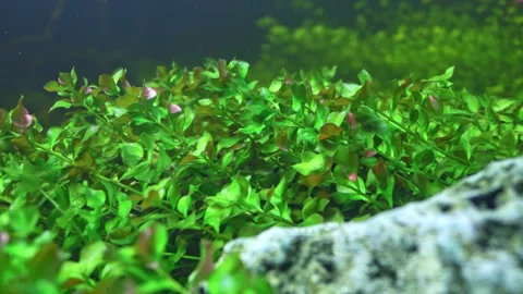 Underwater Shot of Aquatic Plant Life in... | Stock Video | Pond5