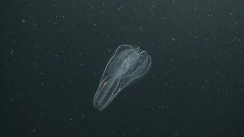 Underwater shot of a comb jelly floating... | Stock Video | Pond5