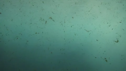 Underwater Particles Stock Video Footage | Royalty Free Underwater ...