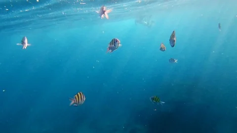 Underwater shot of fish swimming in clea... | Stock Video | Pond5