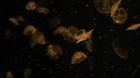 Moon Jellyfish Stock Videos – Royalty-Free HD & 4K Videos