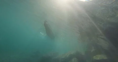 Underwater God Rays Stock Video Footage | Royalty Free Underwater God ...