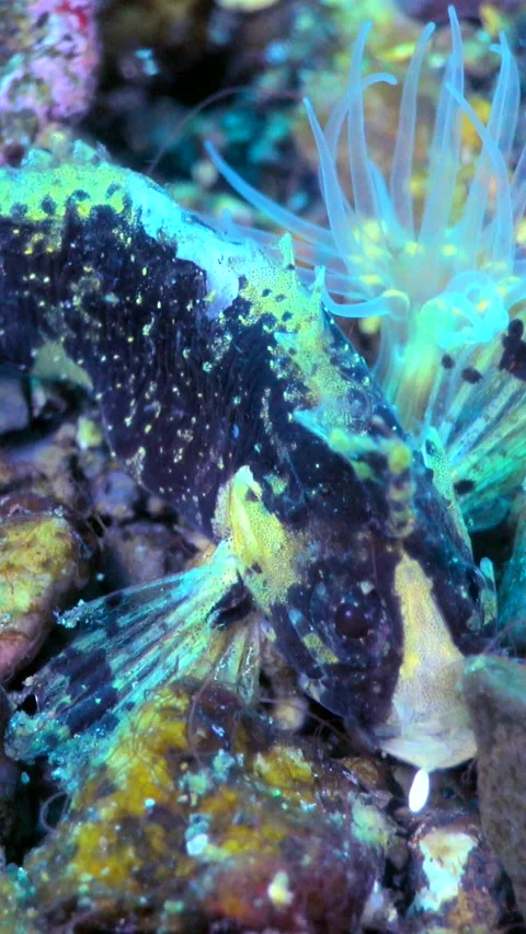 Underwater shot of longspine waspfish on... | Stock Video | Pond5