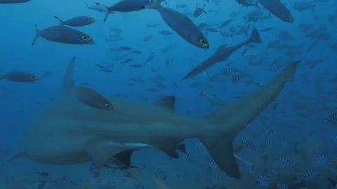 Underwater shot of a lot of sharks on ba... | Stock Video | Pond5