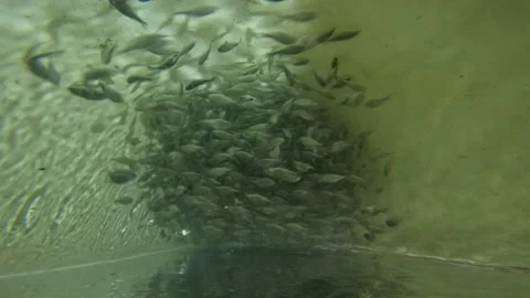 Underwater shot of Small fish swimming a... | Stock Video | Pond5