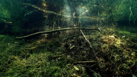 Underwater shot of submerged branches wi... | Stock Video | Pond5