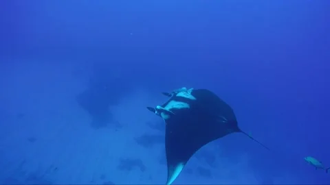 Underwater shot, Top View of a Manta Ray... | Stock Video | Pond5