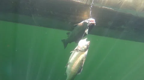 Underwater shot of two fish on a chain b... | Stock Video | Pond5