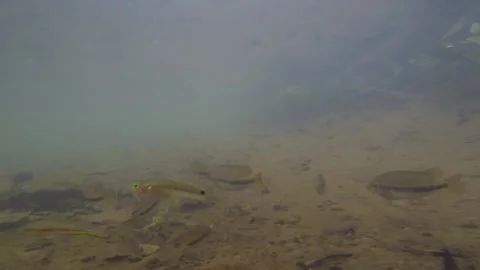 Underwater shots of fish wildlife in fre... | Stock Video | Pond5