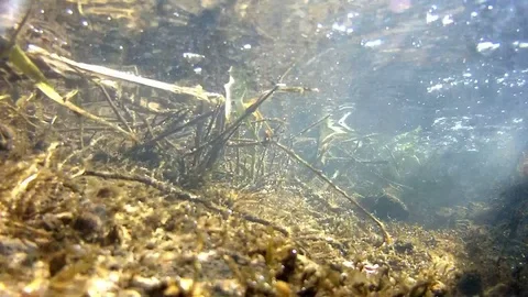 Creek Underwater Stock Video Footage | Royalty Free Creek Underwater ...