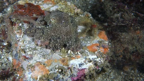 Octopus Hiding Stock Video Footage | Royalty Free Octopus Hiding Videos ...
