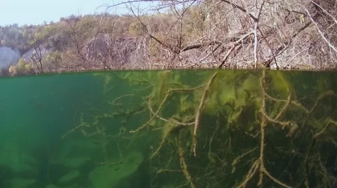 UNDERWATER SPLIT, Trees in a flooded for... | Stock Video | Pond5