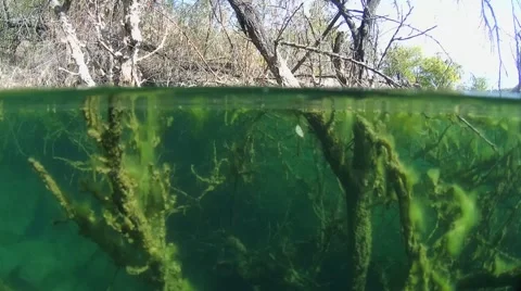 UNDERWATER SPLIT, Trees in a flooded for... | Stock Video | Pond5