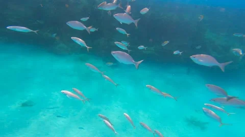 Sting Ray Stock Video Footage | Royalty Free Sting Ray Videos | Pond5