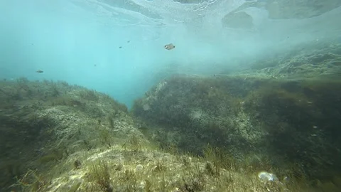 Underwater, strong current and some fish... | Stock Video | Pond5