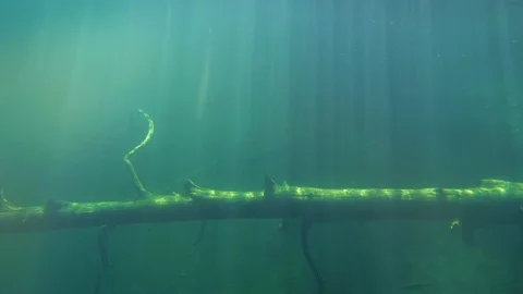Underwater Tree Stock Footage ~ Royalty Free Stock Videos | Pond5