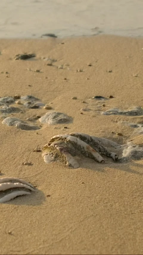 Underwater sunrays in the blue Ocean, Re... | Stock Video | Pond5