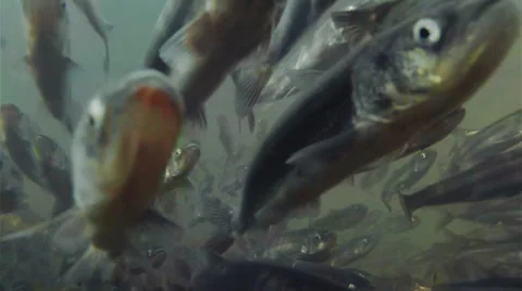 Underwater Swarm of Shimmering Hooligan ... | Stock Video | Pond5
