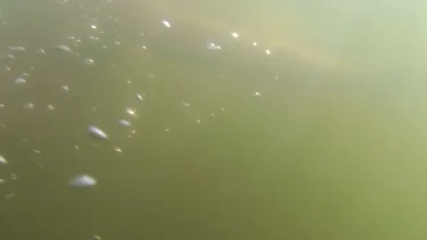 Naked Underwater Diving Stock Videos – Royalty-Free HD & 4K Videos | Page 2