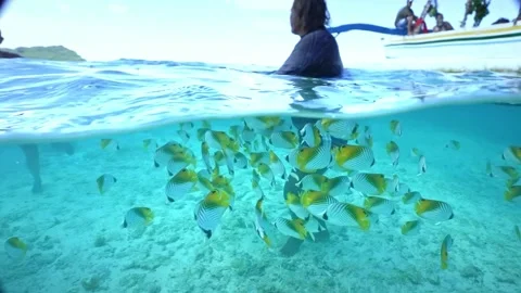 Sting Ray Stock Video Footage | Royalty Free Sting Ray Videos | Pond5