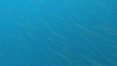 Underwater top down view of large shoali... | Stock Video | Pond5